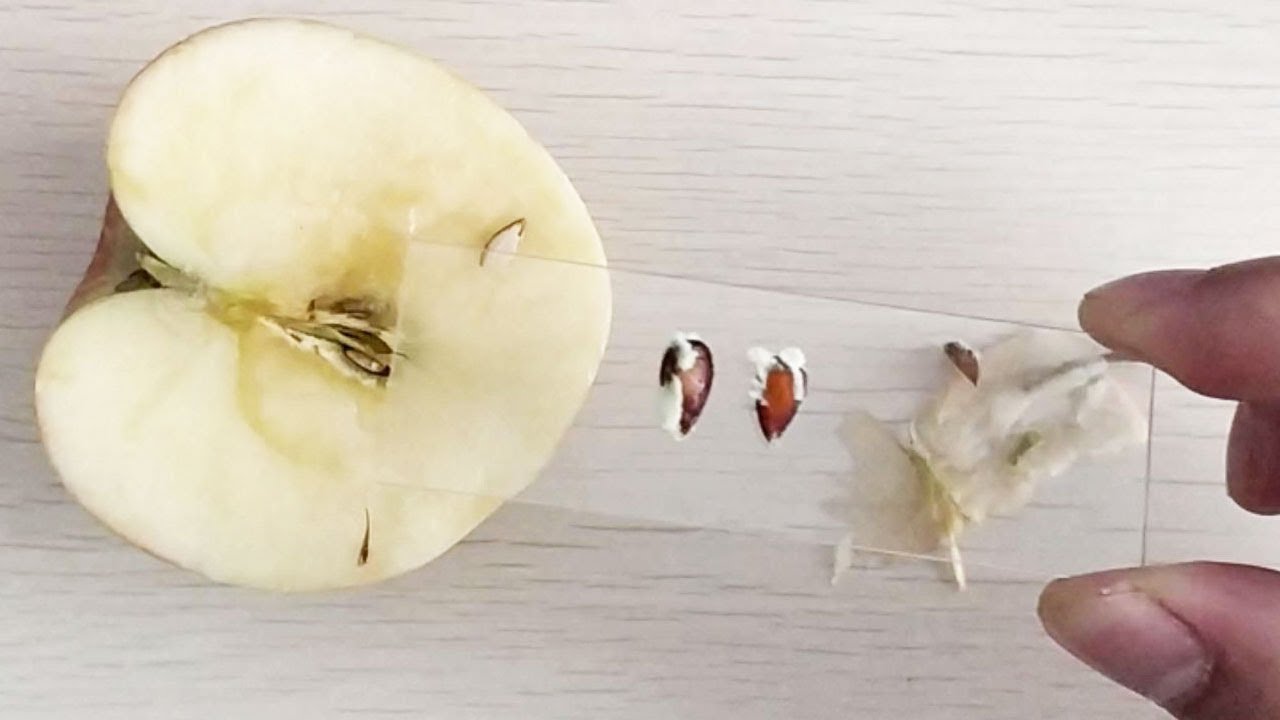 Apple core Under The Microscope - The Amazing Microscopic World - YouTube