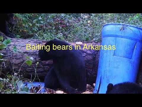 Baiting bears in Arkansas, fall 2022 - YouTube