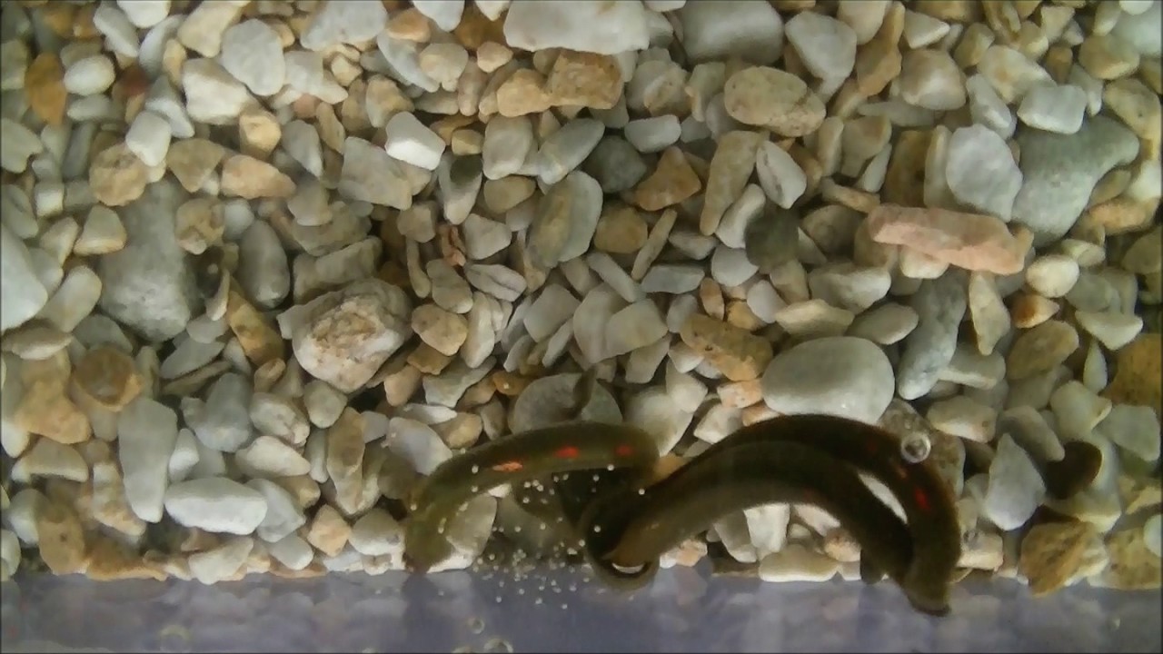 Lamprey spawning behavior - YouTube