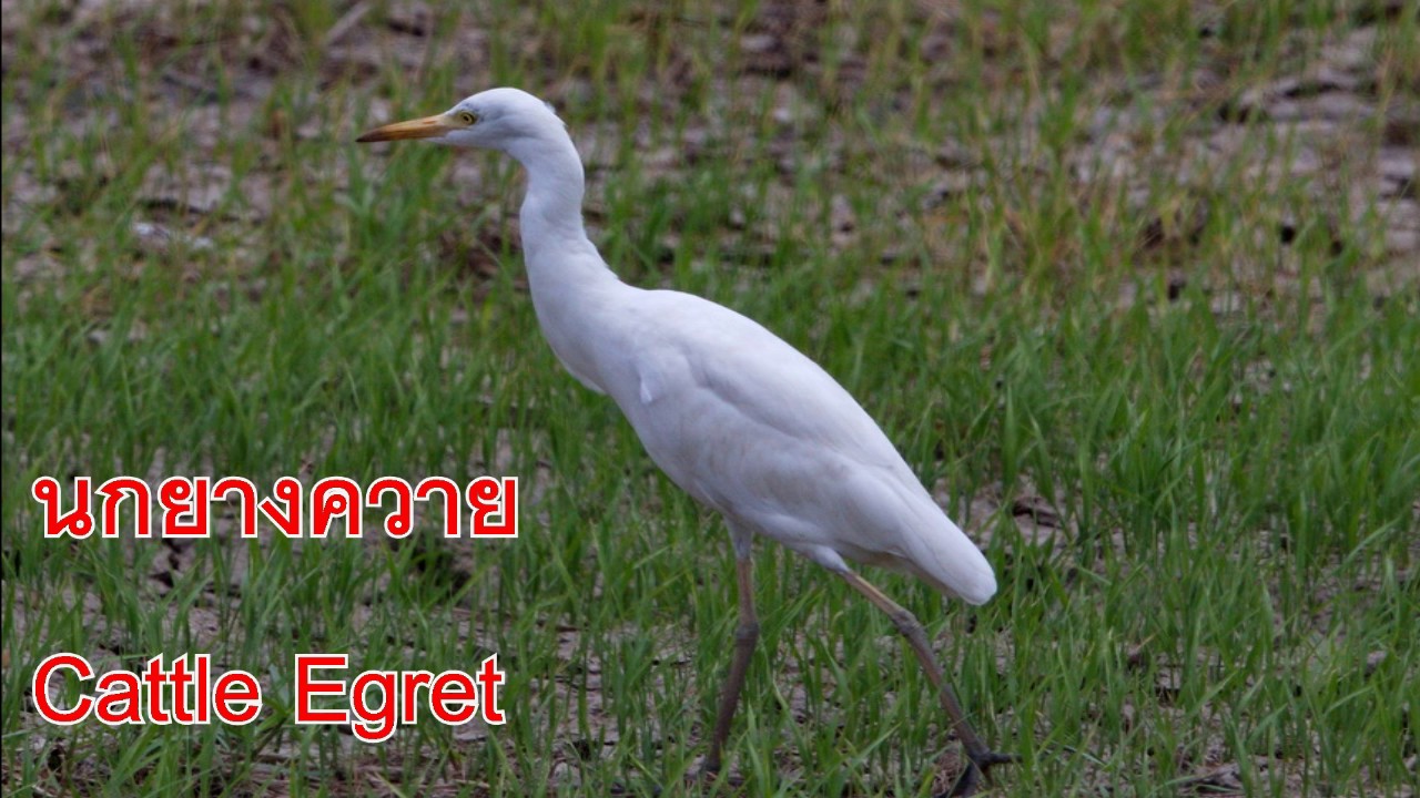 เสียงนกยางควาย (Cattle Egret sounds) - YouTube