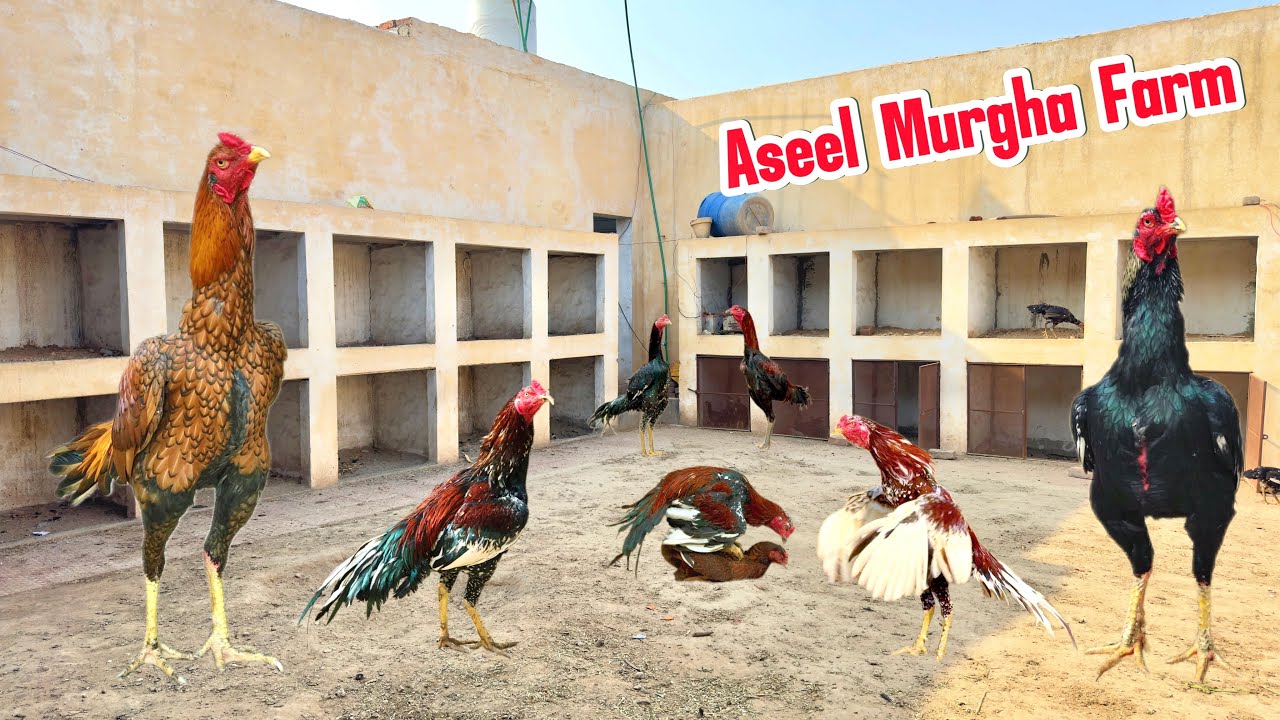 My farm update | aseel murga farm | asil chickens farming in Pakistan ...