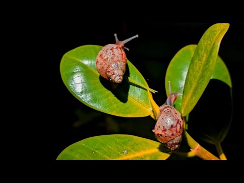 Hunting Snail || Berburu Keong, siput, Bekicot Dimalam Hari | Snails ...