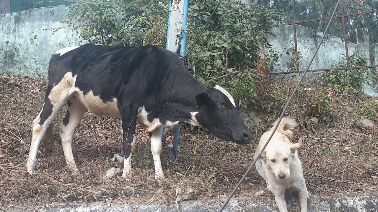 Cow chases dog in india - YouTube