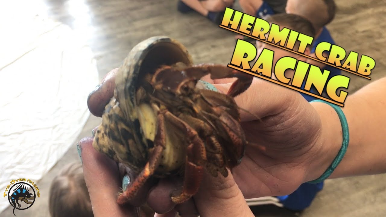 Hermit Crab RACING! - YouTube