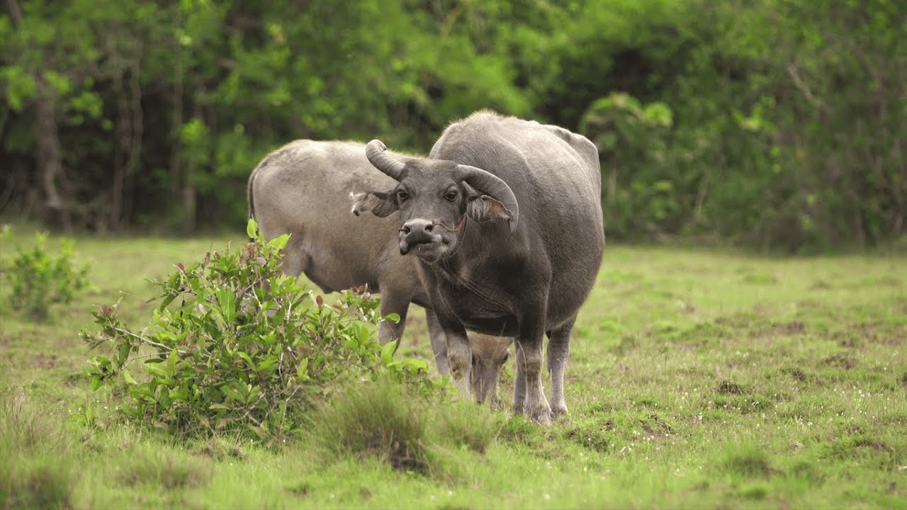 Water Buffalo Morning Clash Rural Life Moments - YouTube