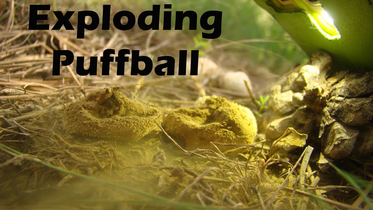 Subtitles/CC | Mushroom | Exploding Puffball sends out spore . - YouTube