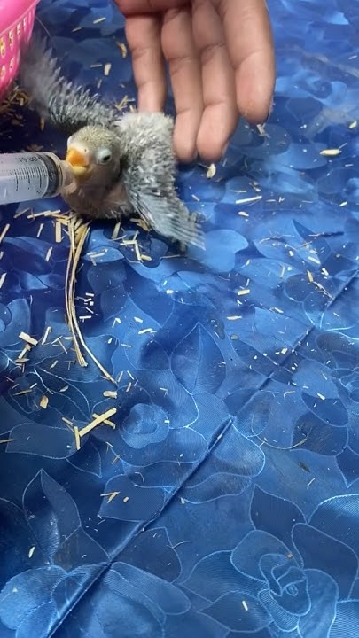 Lovely birds chicks #birds #pets #shorts #ytshorts #birds lobby# - YouTube