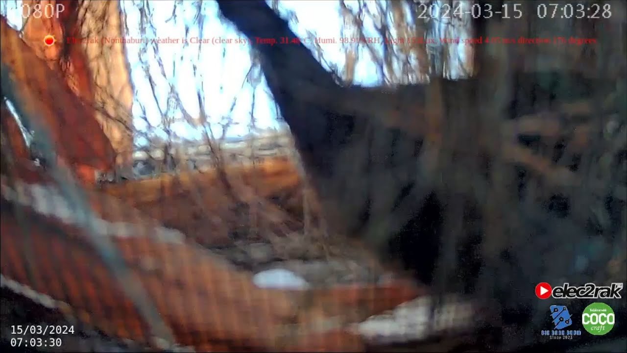 Bird nest incubating egg - YouTube