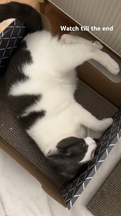 Cat’s reaction to catnip spray. Funny and cute. - YouTube