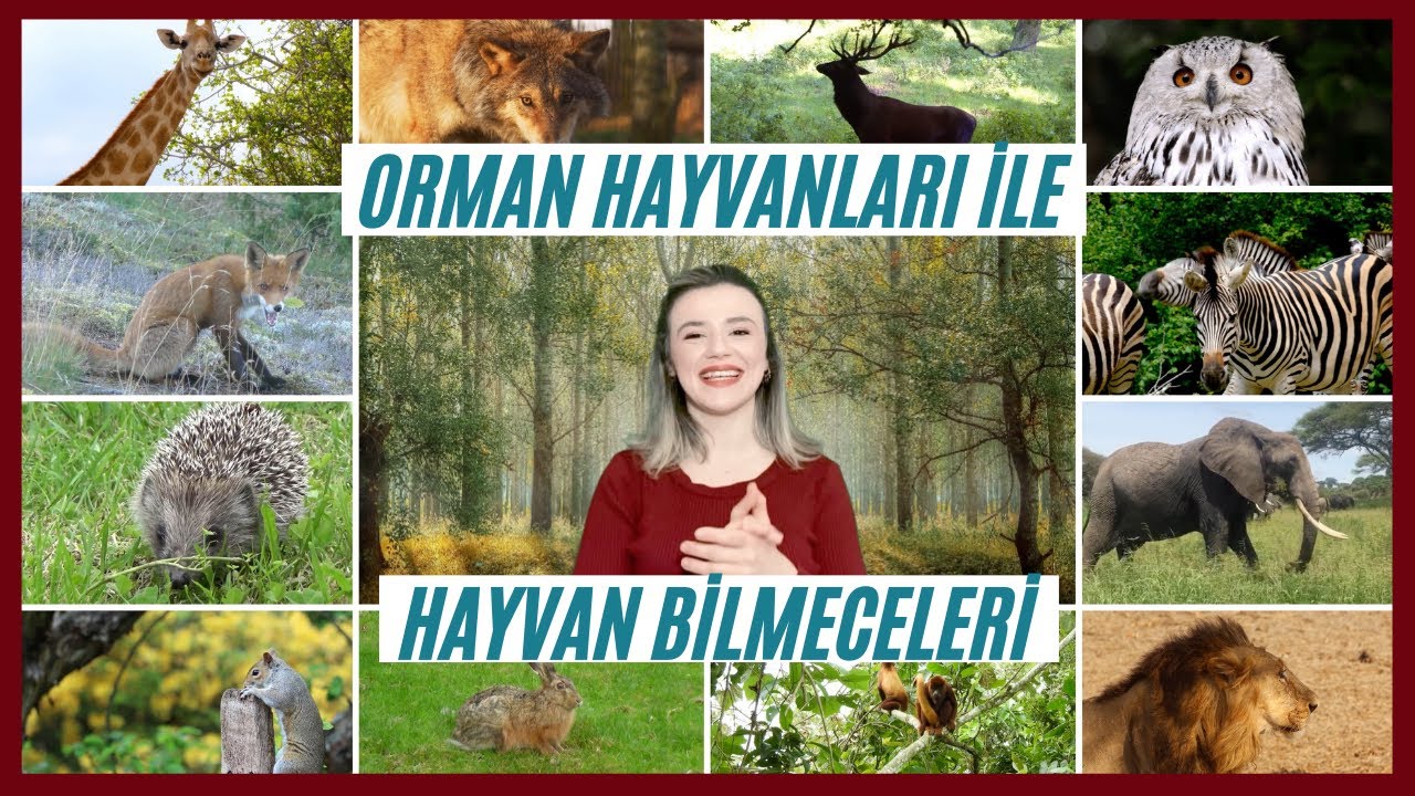 ORMAN HAYVANLARI İLE HAYVAN BİLMECELERİ | HAYVANLARI TANIYALIM | OKUL ...