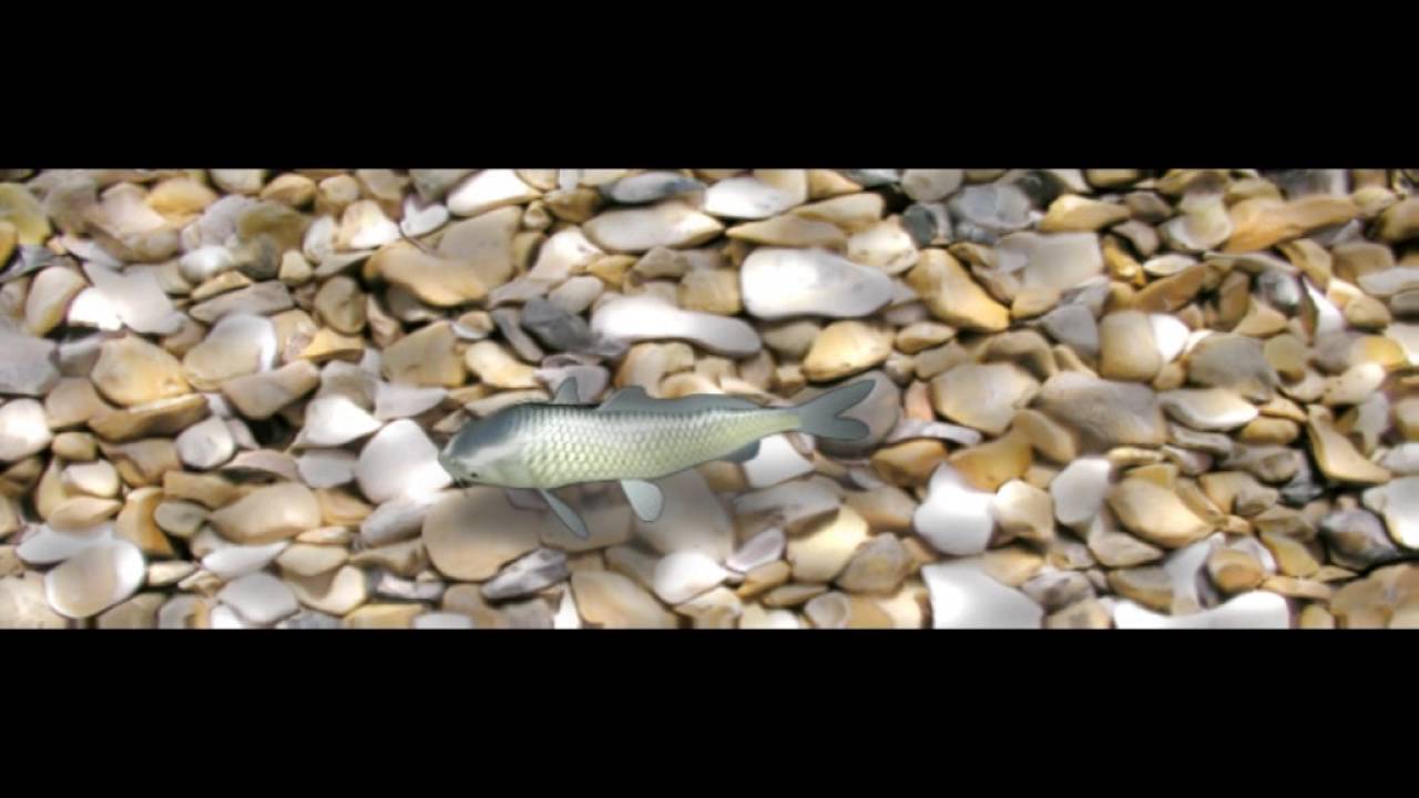3D Fish eating bait 2 - YouTube
