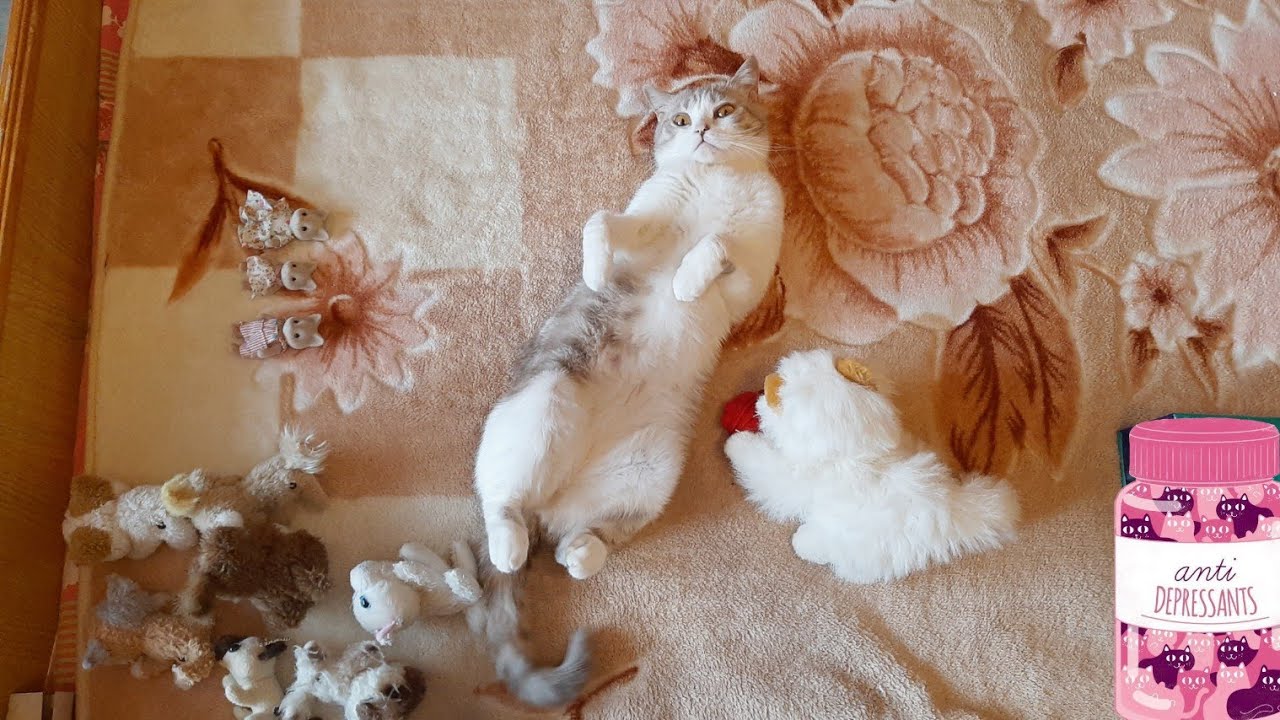 OUR CATS COLLECTION | MORE THAN 50 CATS 😆 - YouTube