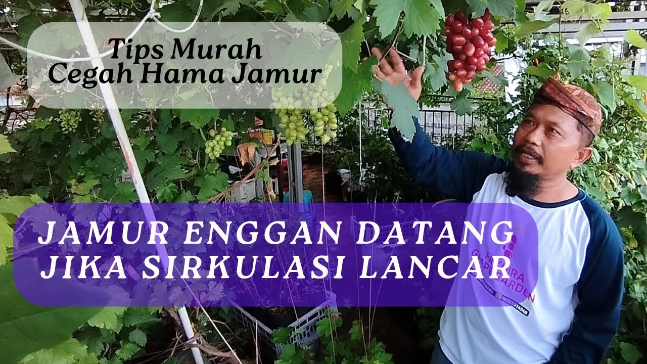 Tips Hama Jamur Engga Datang Walau Daun Rimbun - YouTube