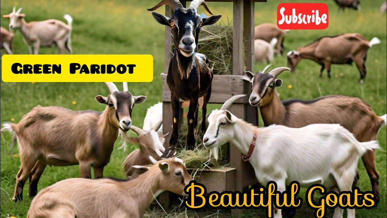 Amazing Goats | Black goat | Wildlife - YouTube