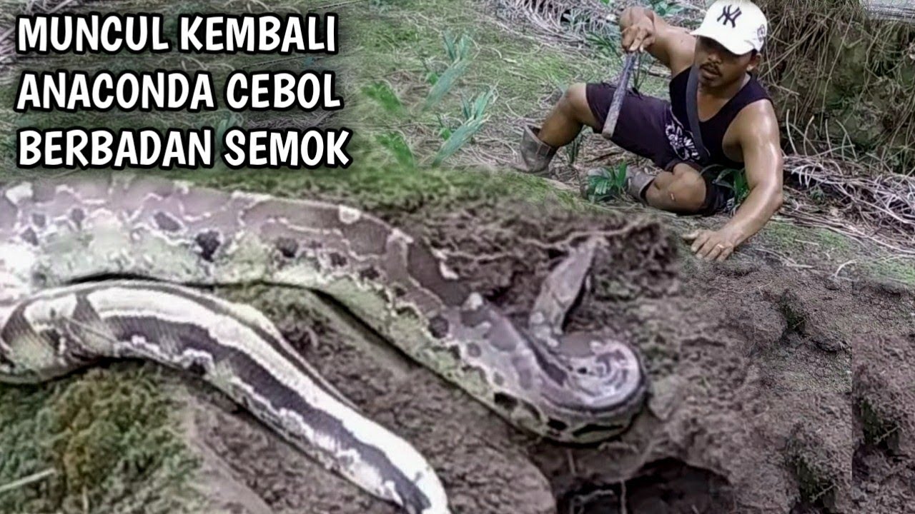 MENEGANGKAN TERNYATA INILAH MONSTER ULAR PYTHON BESAR ANACONDA KW CEBOL ...