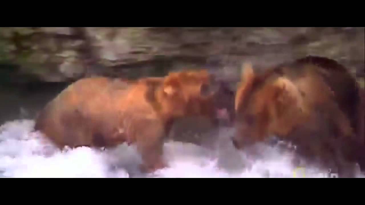 Ataque Salvaje entre Osos Grizzly (Videos Asombrosos) - YouTube