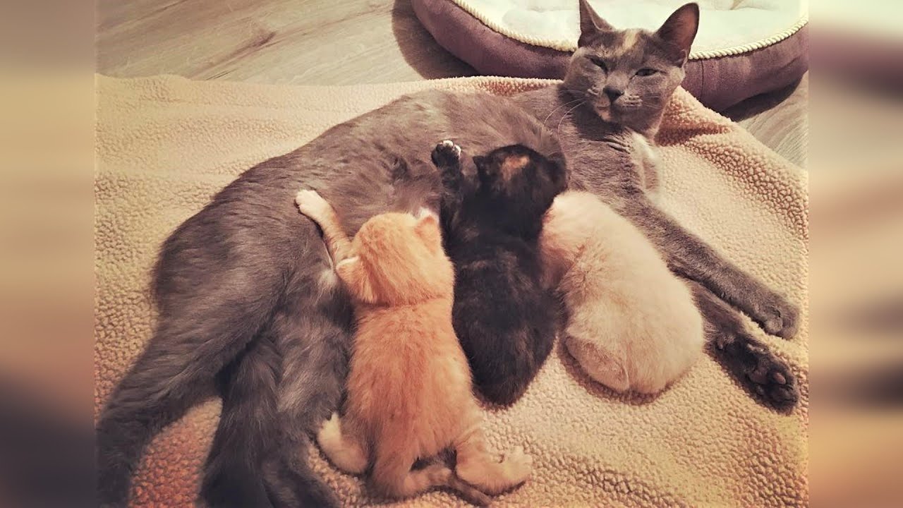 Rescue Beautiful Mom Cat and Her Hissy Tiny Kittens - YouTube