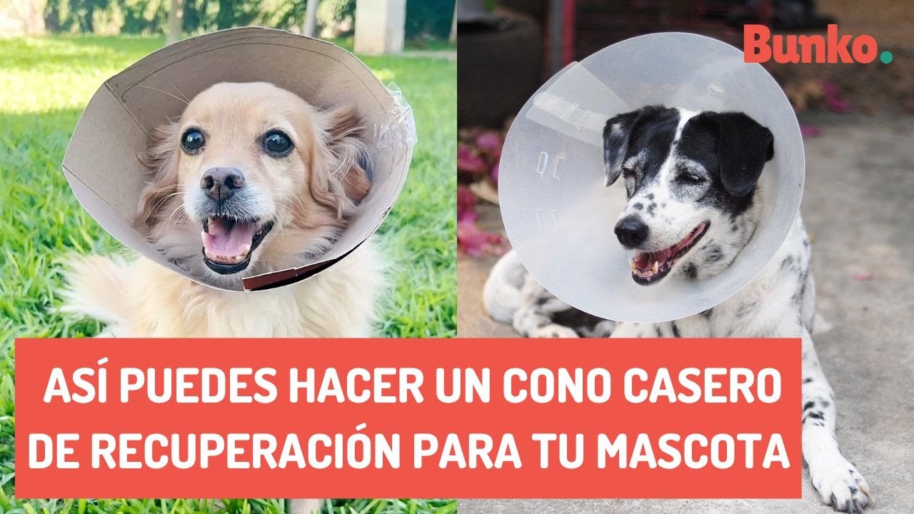Así puedes hacer un cono casero de recuperación para tu mascota - YouTube