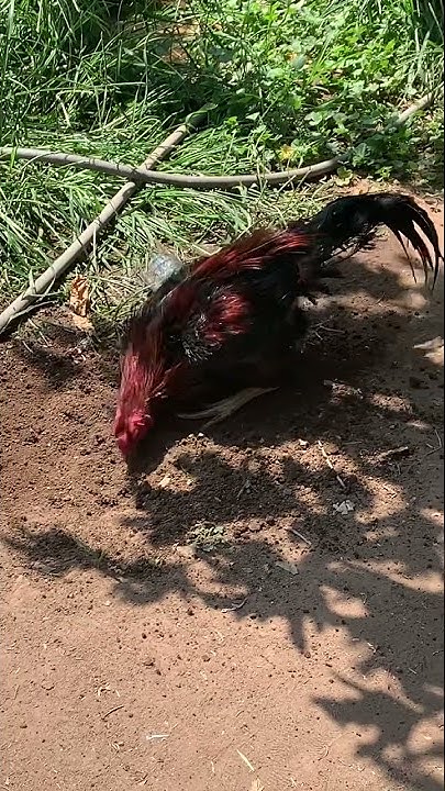 Lau Qaib ej - YouTube