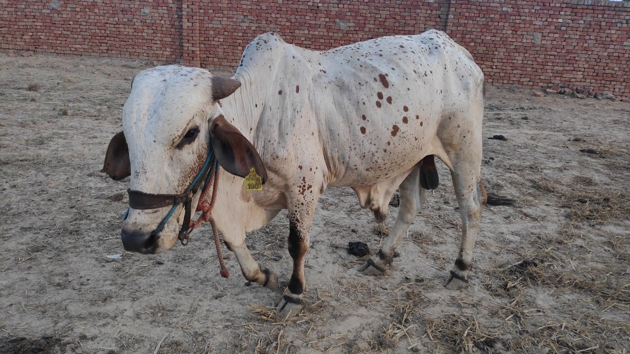 (304) Cholistani Breeding Bull during at our farm visit - YouTube