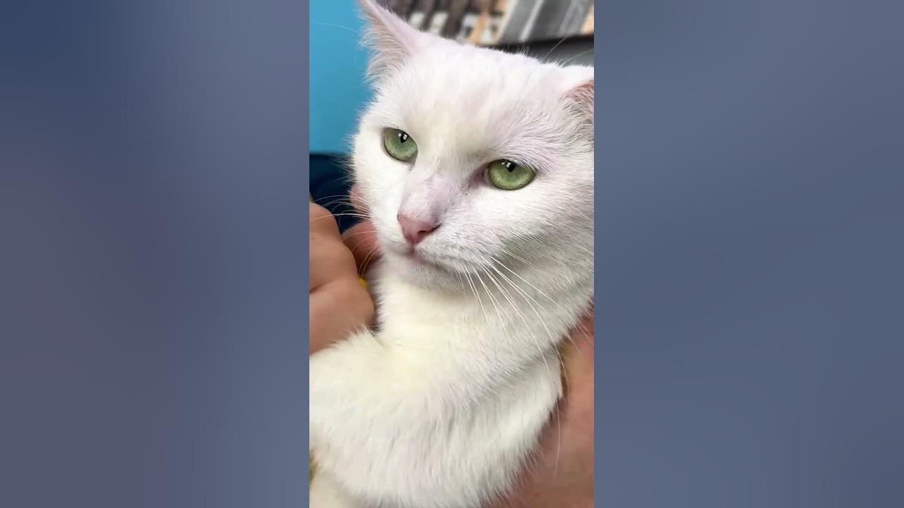 Как подстригать когти кошке 💅💅 Shorts Cat Youtube