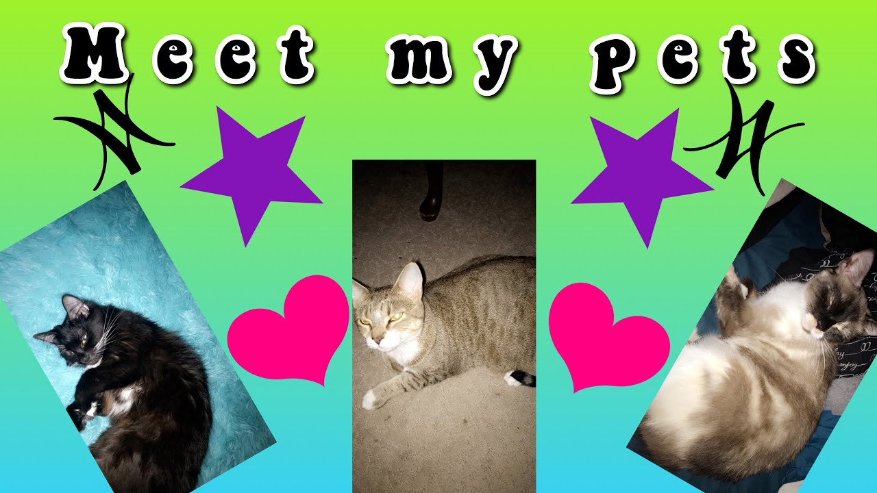 Meet my pets 😬 - YouTube