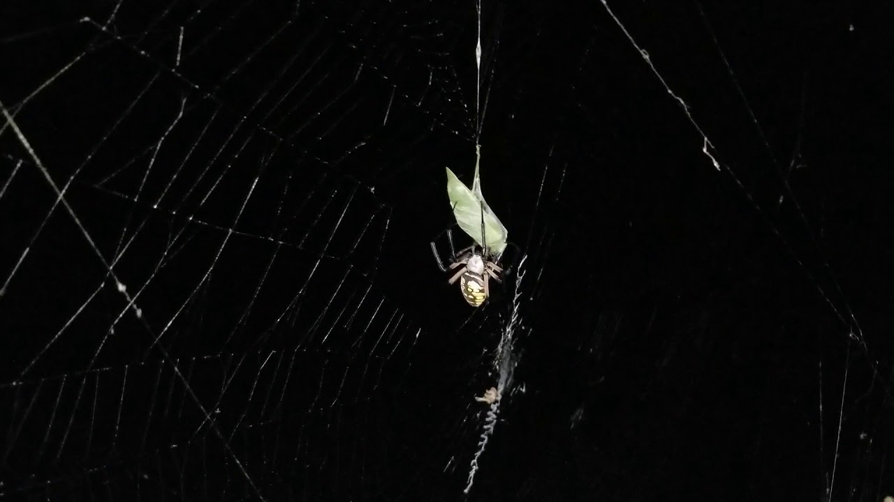 SPIDER ATTACKS! - YouTube