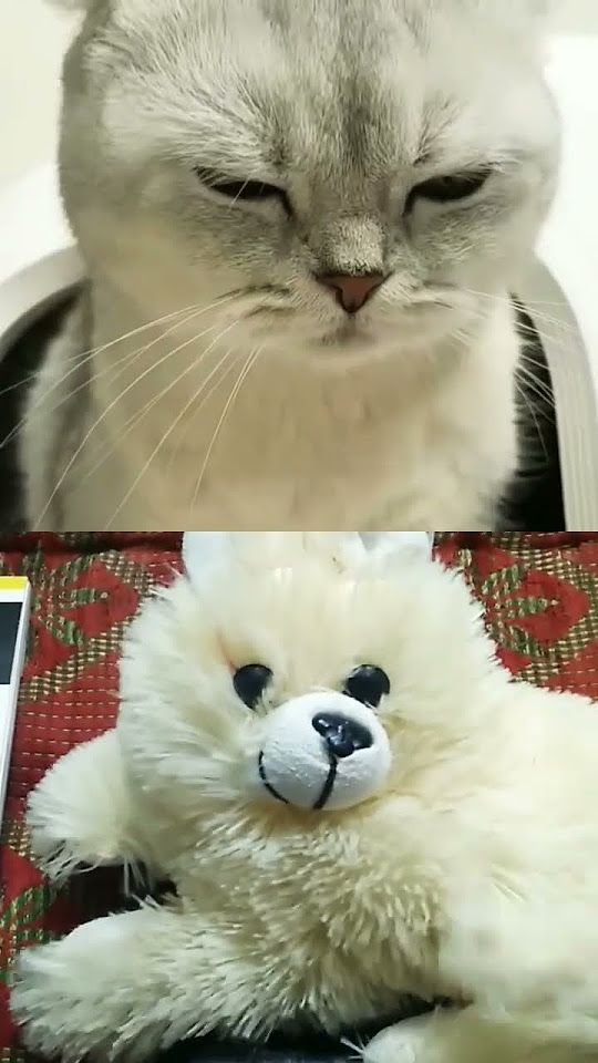 Sonya Cat Shorts Cats Youtube