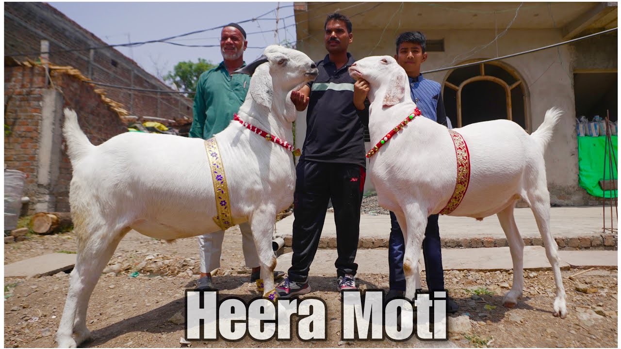 Heera Moti 2023 - Shaandaar Khassi Bakre of Gulana at Afsar Shah Goat ...