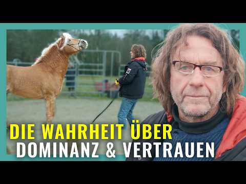 Haflingerhengst und der König von Neu Drefahl - was tun bei dominantem Verhalten?