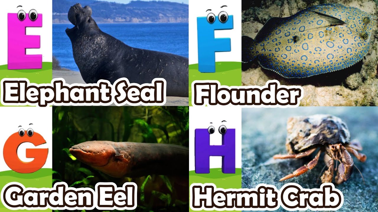 ABC Sea Animals song | Learn Alphabets | English and Animals for Kids ...