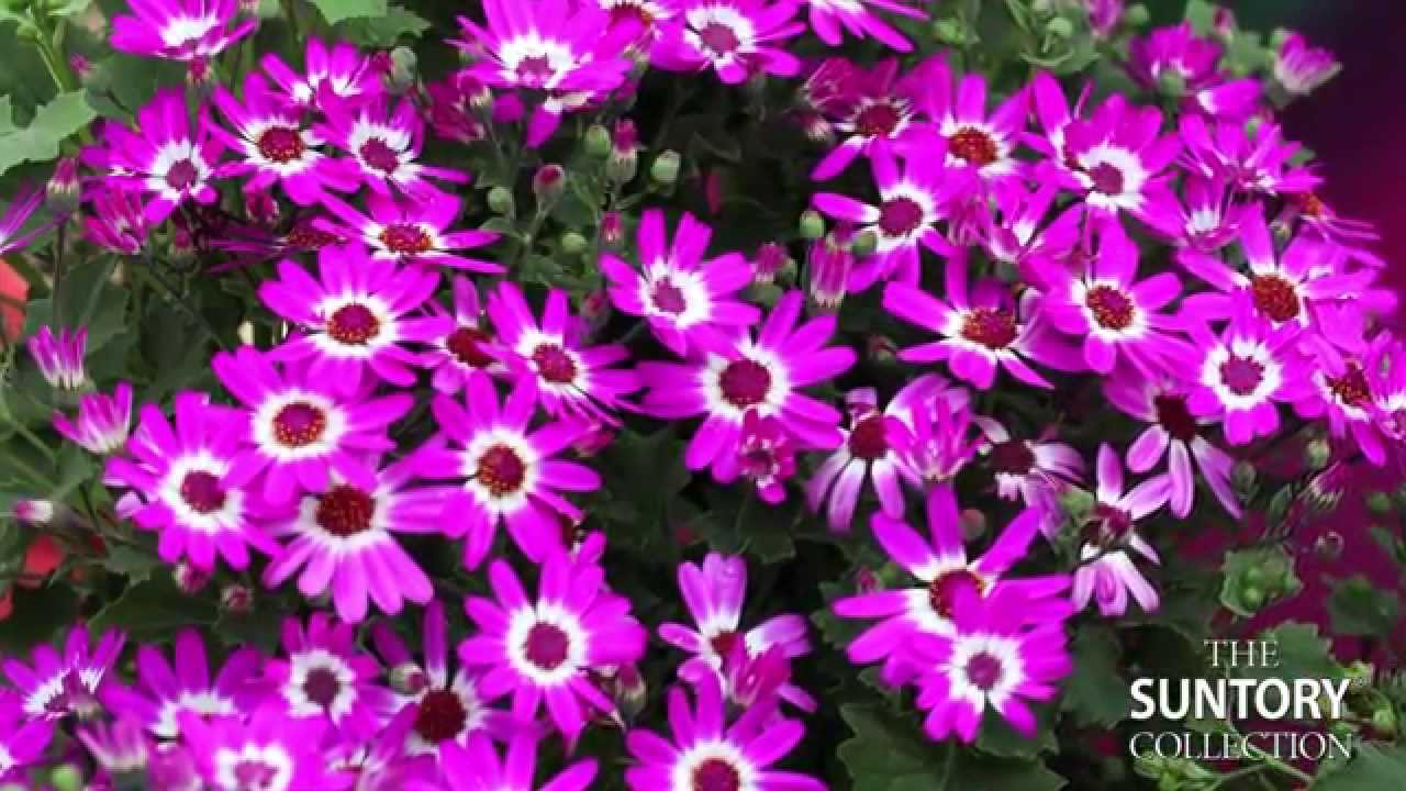 SENETTI Version Español de Suntory Collection - YouTube