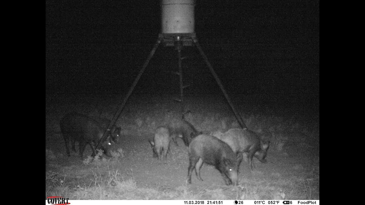 Big Sow Down - Thermal Hog Hunt - YouTube