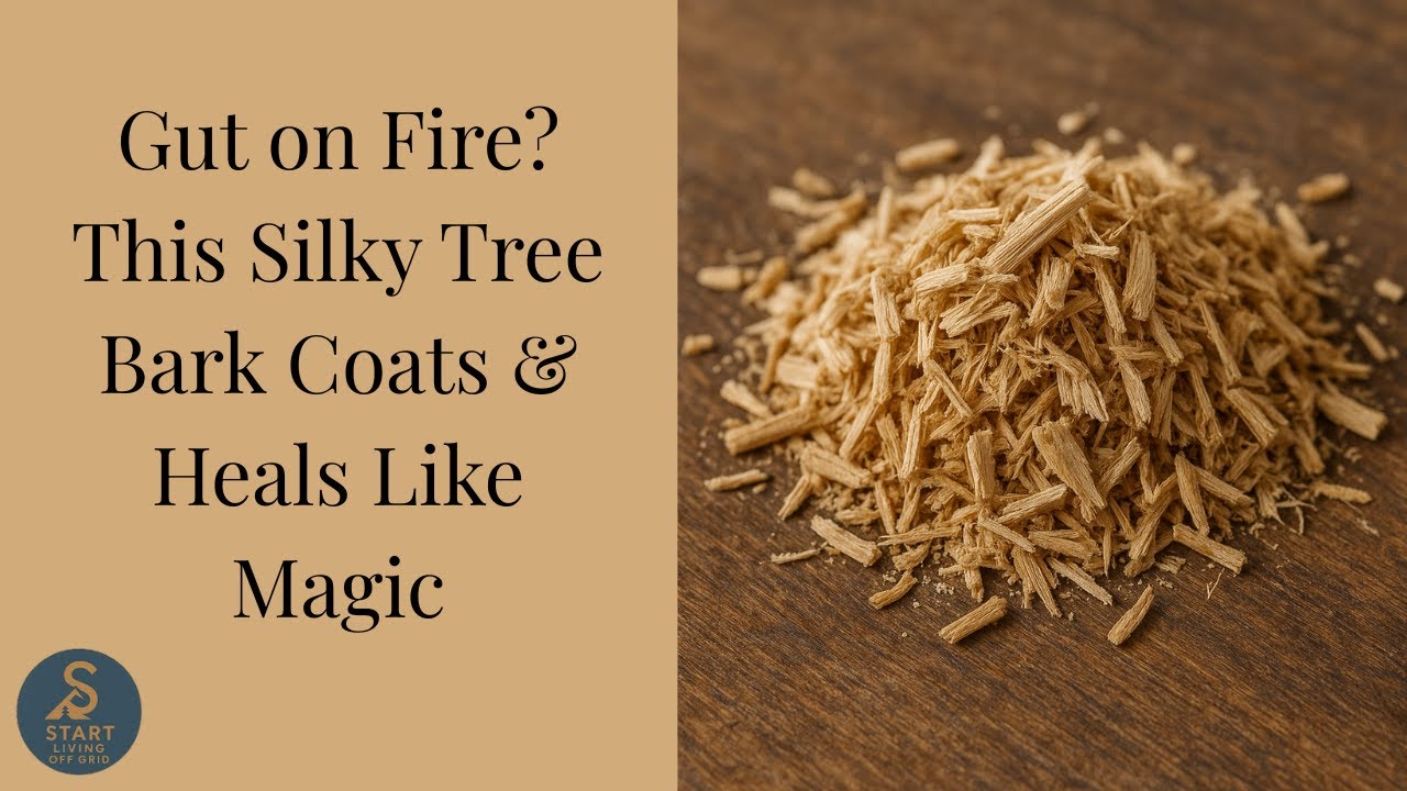 Gut on Fire? This Silky Tree Bark Coats & Heals Like Magic - YouTube