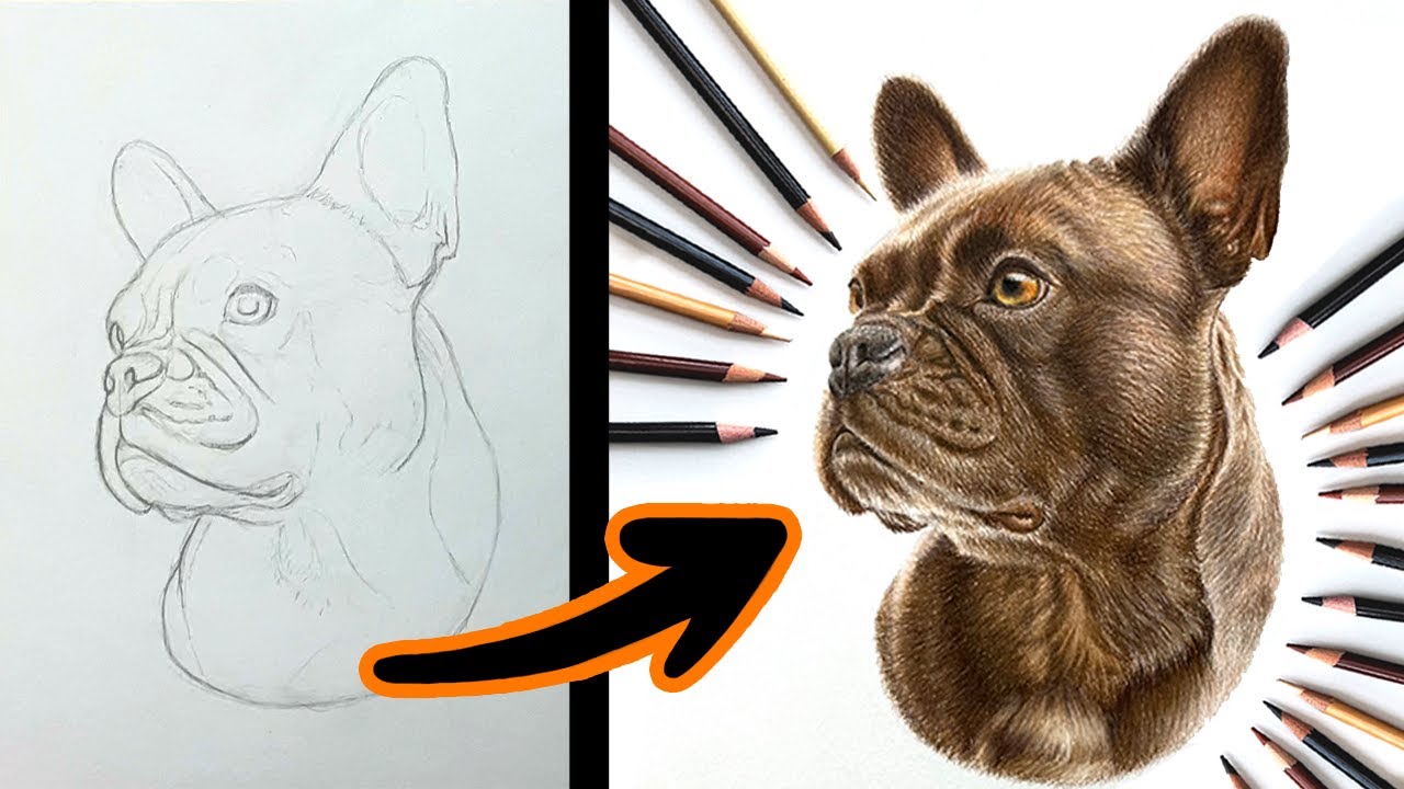 Drawing a FRENCHIE With COLORED PENCILS (French Bulldog Drawing) - YouTube