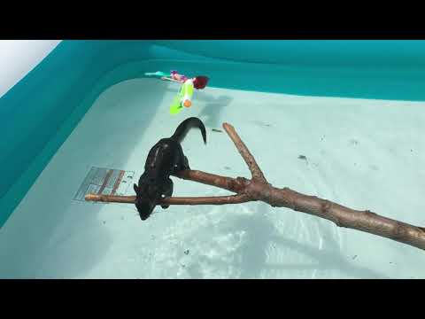 Dead squirrel in swimming pool - YouTube
