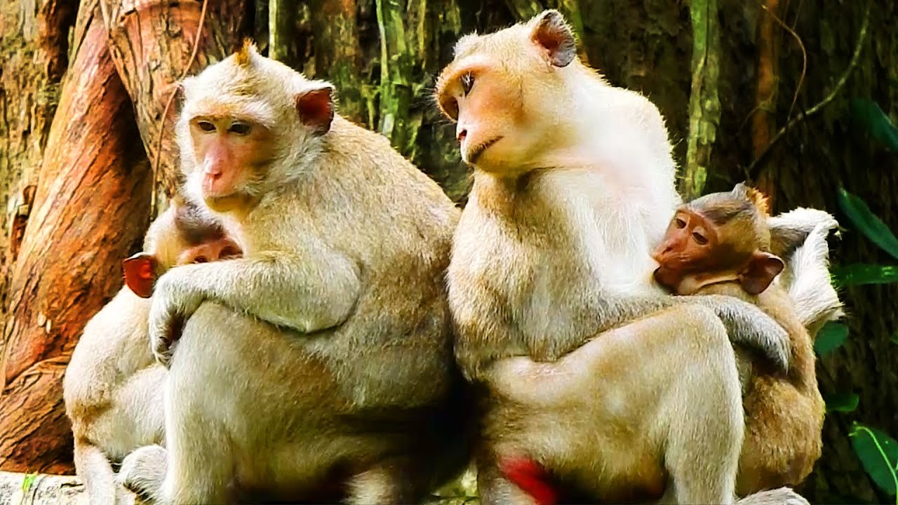 SPRING MONKEY AND JULIANA ARE POOR MONKEYS NURSING THIER BABY MONKEYS ...