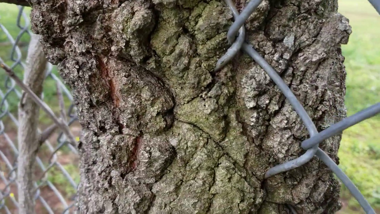 How is this possible? Fence through Tree. - YouTube