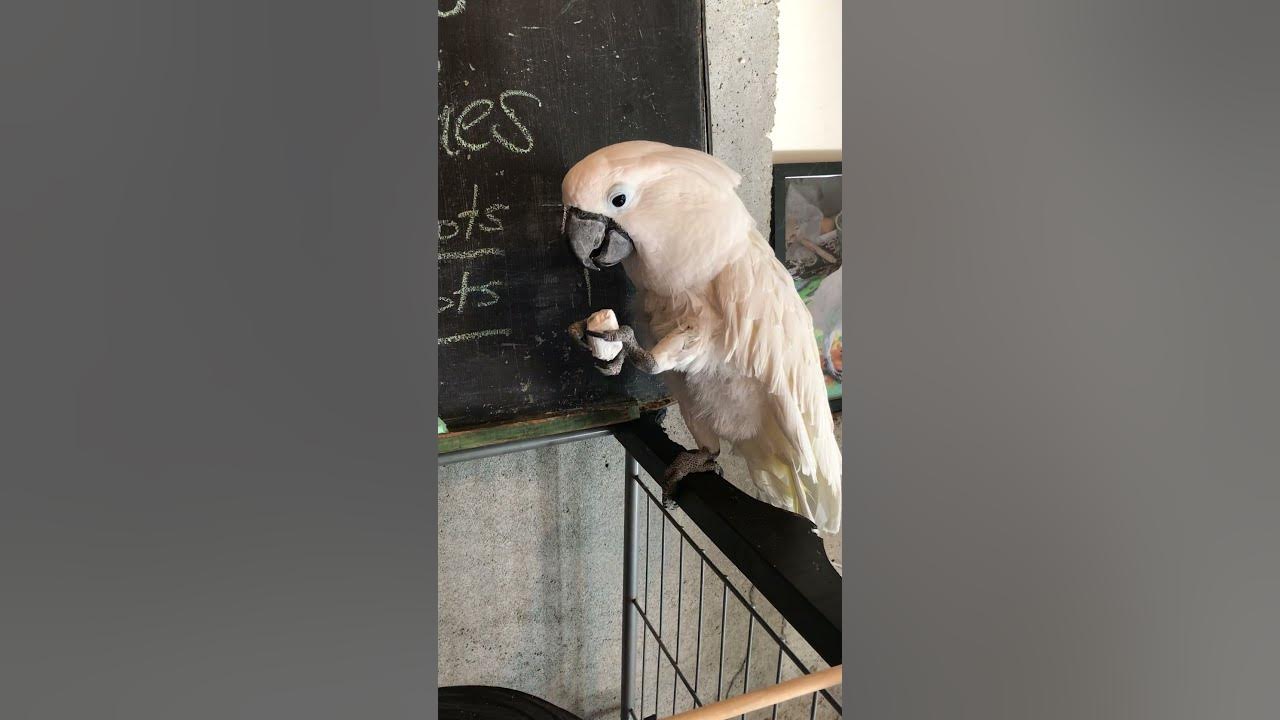 Cockatoo caught eating chalk - Mom marks down sneezes - YouTube