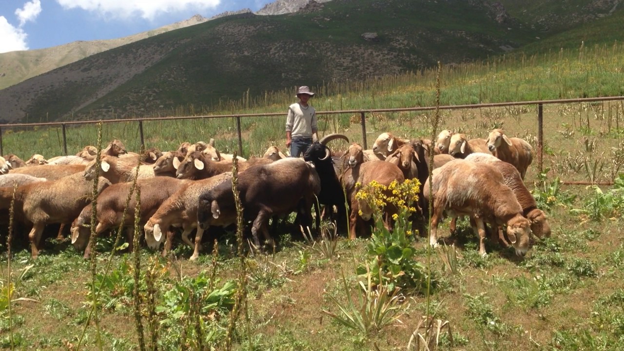 Tajik Hissar sheep (red males) - YouTube