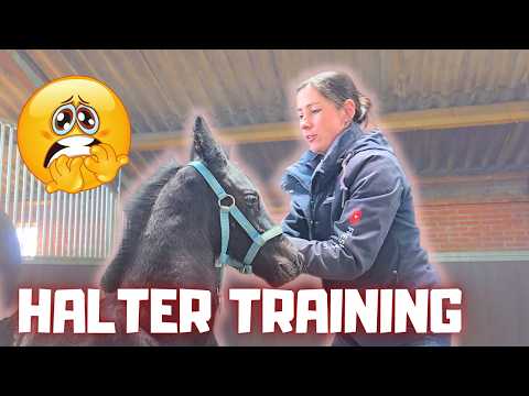 Rising Star's⭐ first training session! Foal Hille's First Halter and Wire Training | Friesian Horses