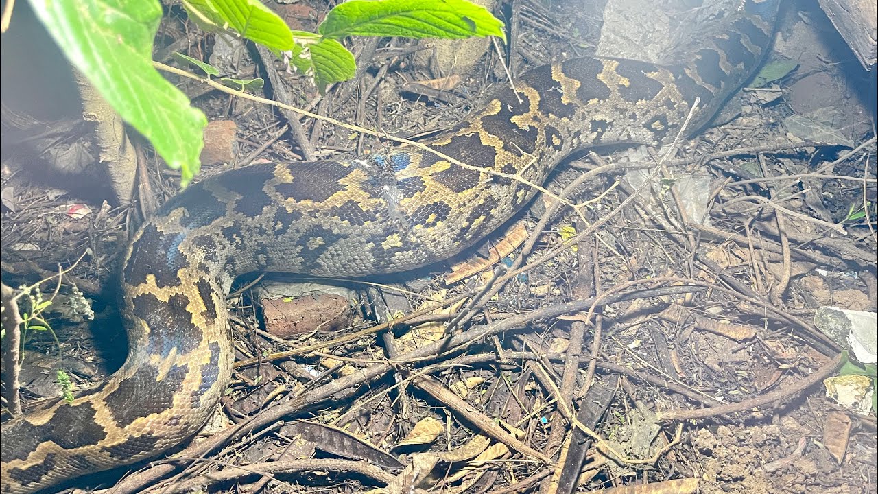 रात के टाइम में दिखाई दिया बहुत बडा अजगर 😰#snakerescue #ajgar #snake # ...