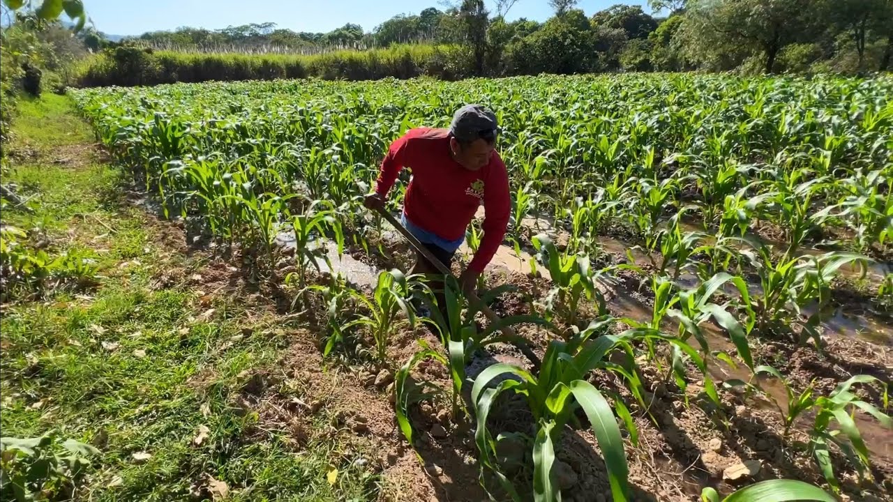 Así riega su milpa un señor de rancho en Oaxaca Mexico - YouTube