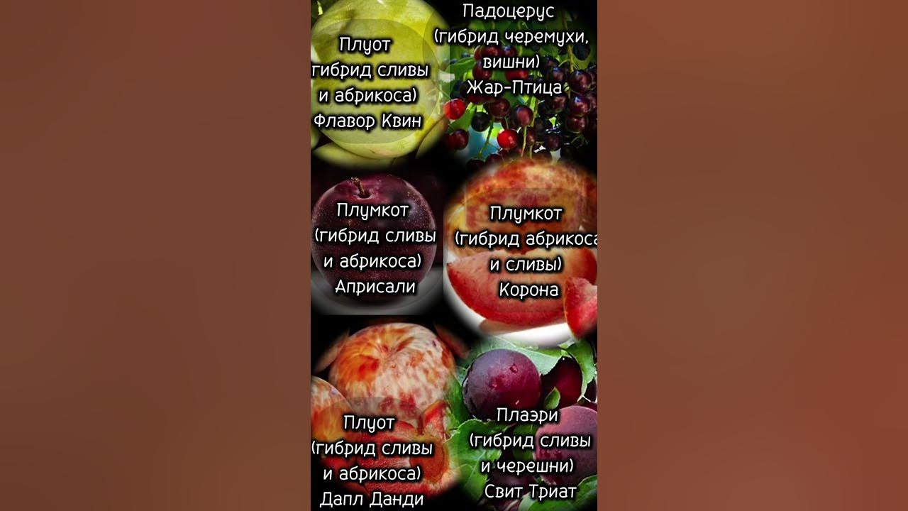 Лучшие сорта гибридов (плуот, падоцерус, плумкот, плаэри) # ...