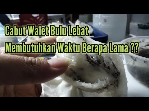 Cabut walet bulu lebat membutuhkan waktu berapa lama?? - YouTube
