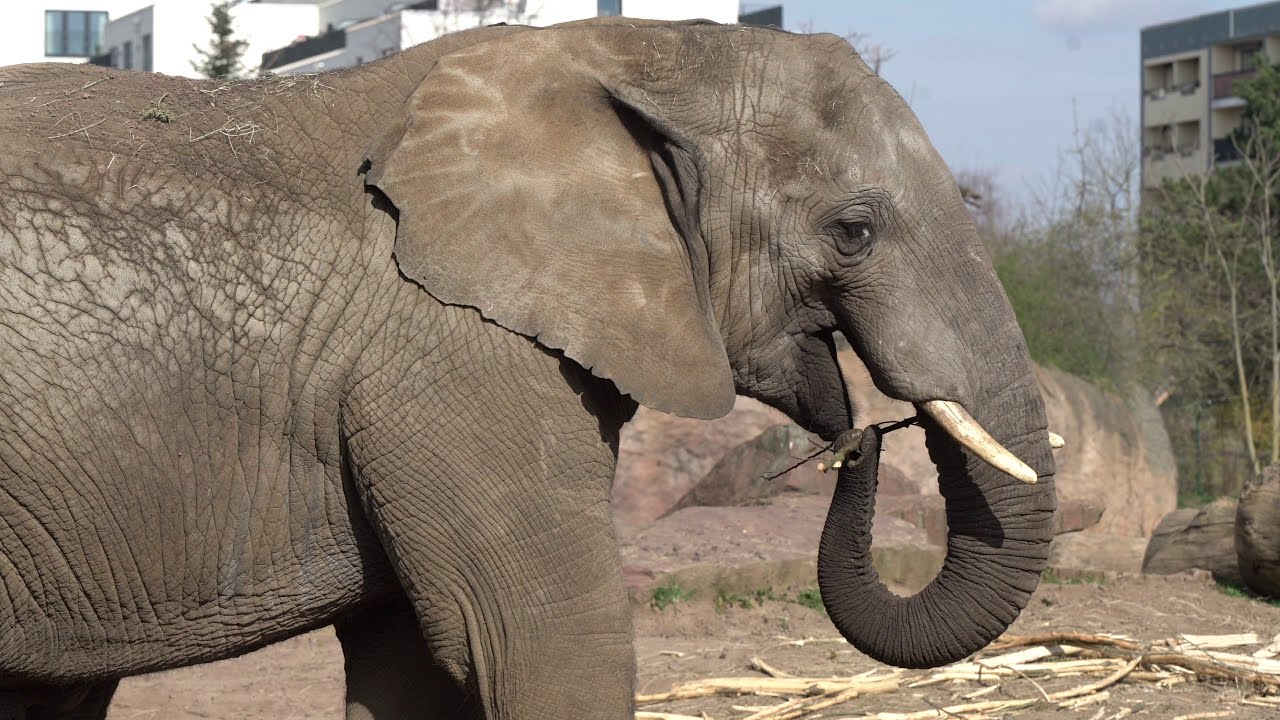 elephant zoo 4k,Zoo Magdeburg,african elephant,zoo animals 4k,new ...