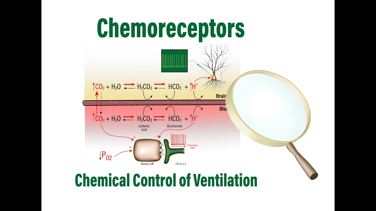 Chemoreceptors: Chemical Control of Ventilation by Central and ...