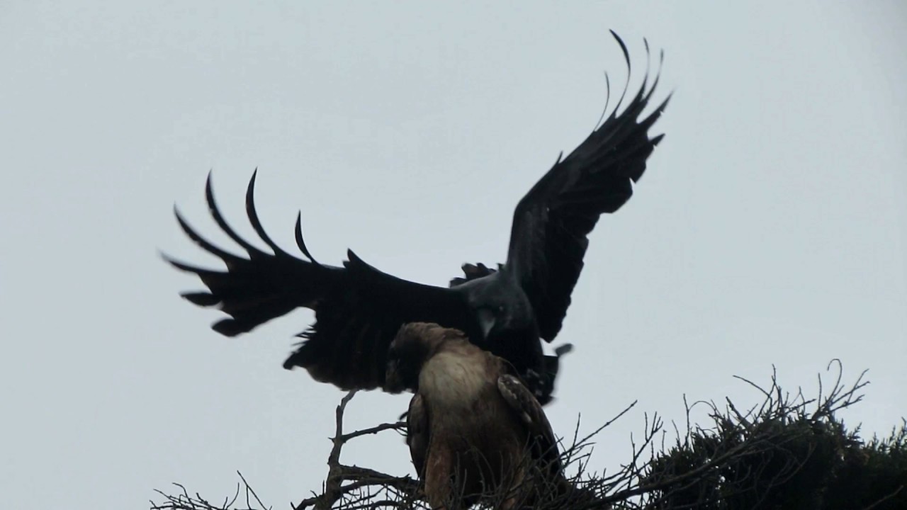 Ravens mobbing red-tailed hawk - YouTube