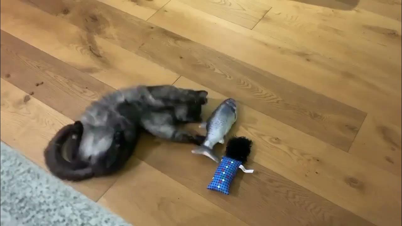 My Cats Reaction to Catnip - YouTube