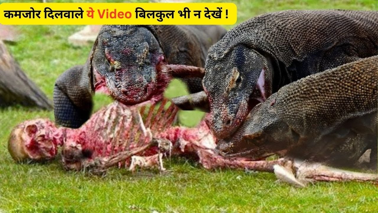 Monitor Lizard ने इंसानों पर किया हमला। About Monitor Lizard | Global ...
